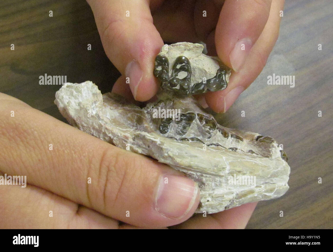 Cynodesmus hi-res stock photography and images - Alamy