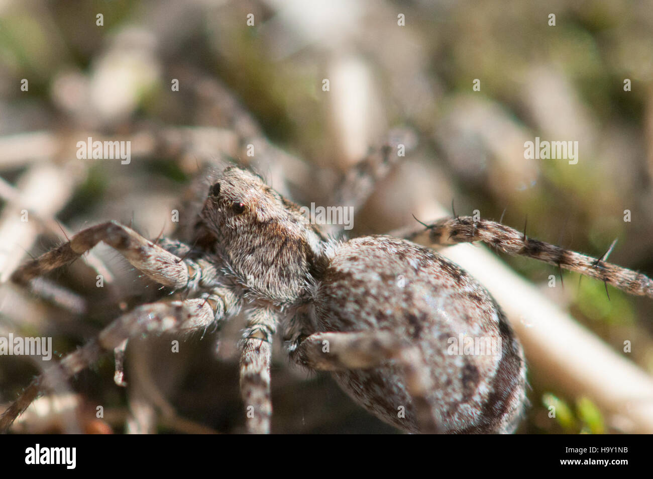 Close up captures spider hi-res stock photography and images - Alamy