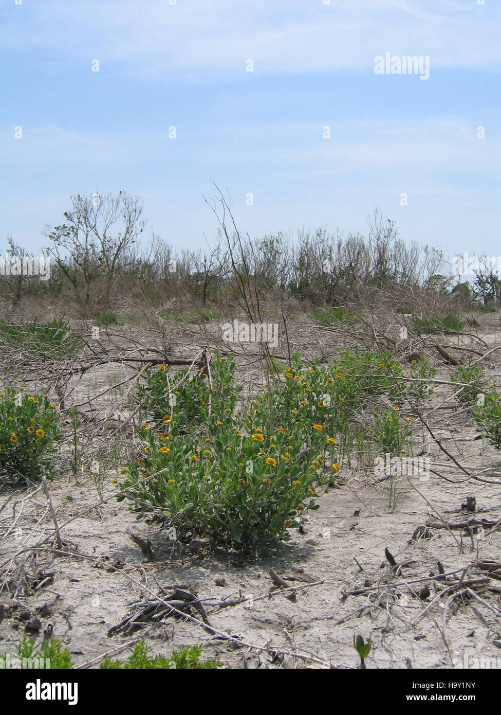 This image shows blooming plants in the coastal prairie ecosystem of ...