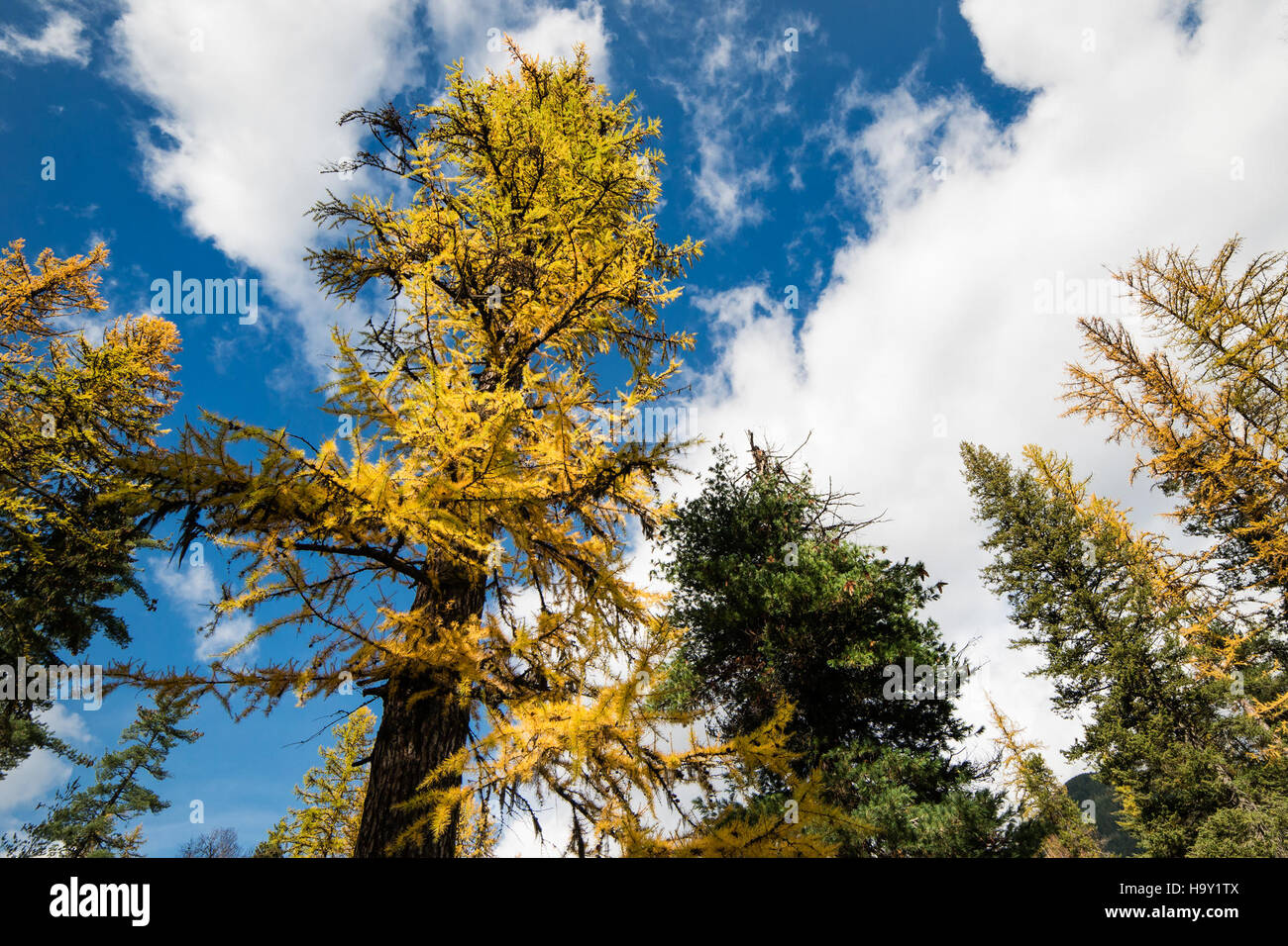 A housing area in Glacier National Park built with Larch wood ...