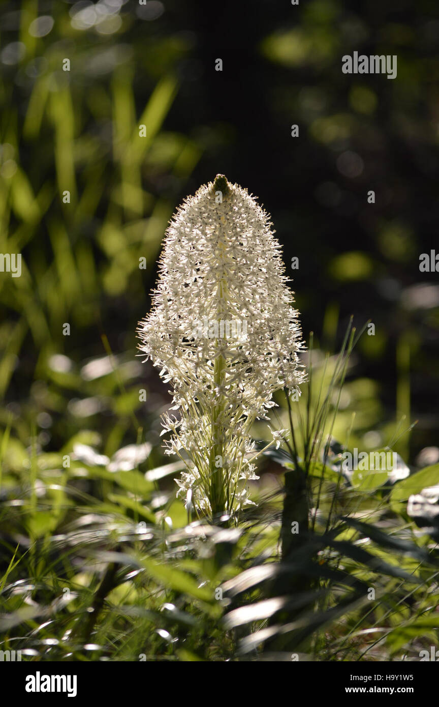 glaciernps 9361878982 Bear Grass (Xerophyllum tenax Stock Photo - Alamy
