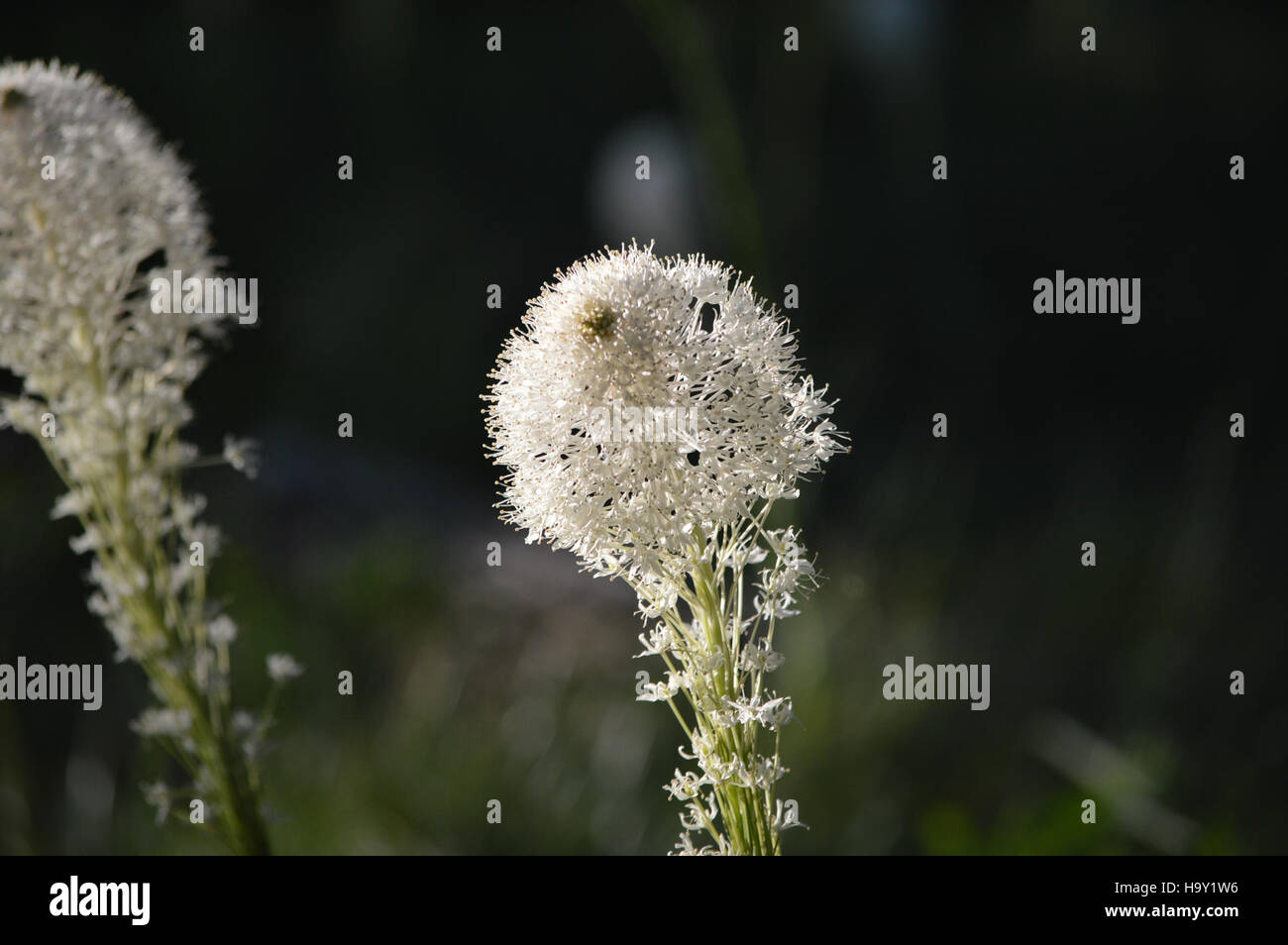 Bear Grass (Xerophyllum tenax) is a native plant species found in ...