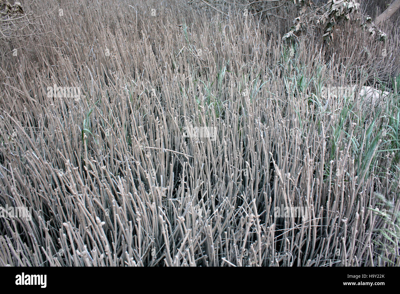 Dust covered hi-res stock photography and images - Alamy