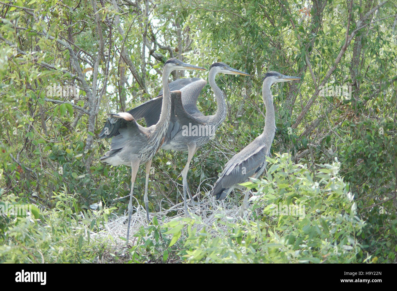 Juvenile Great Blue Herons in Everglades National Park, showcasing the ...