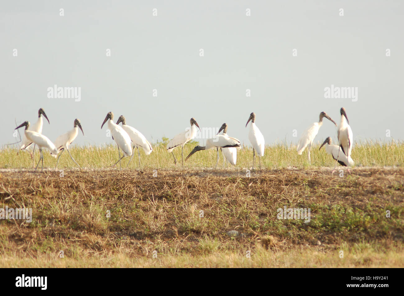 This image shows immature wood storks in the Everglades, a critical ...