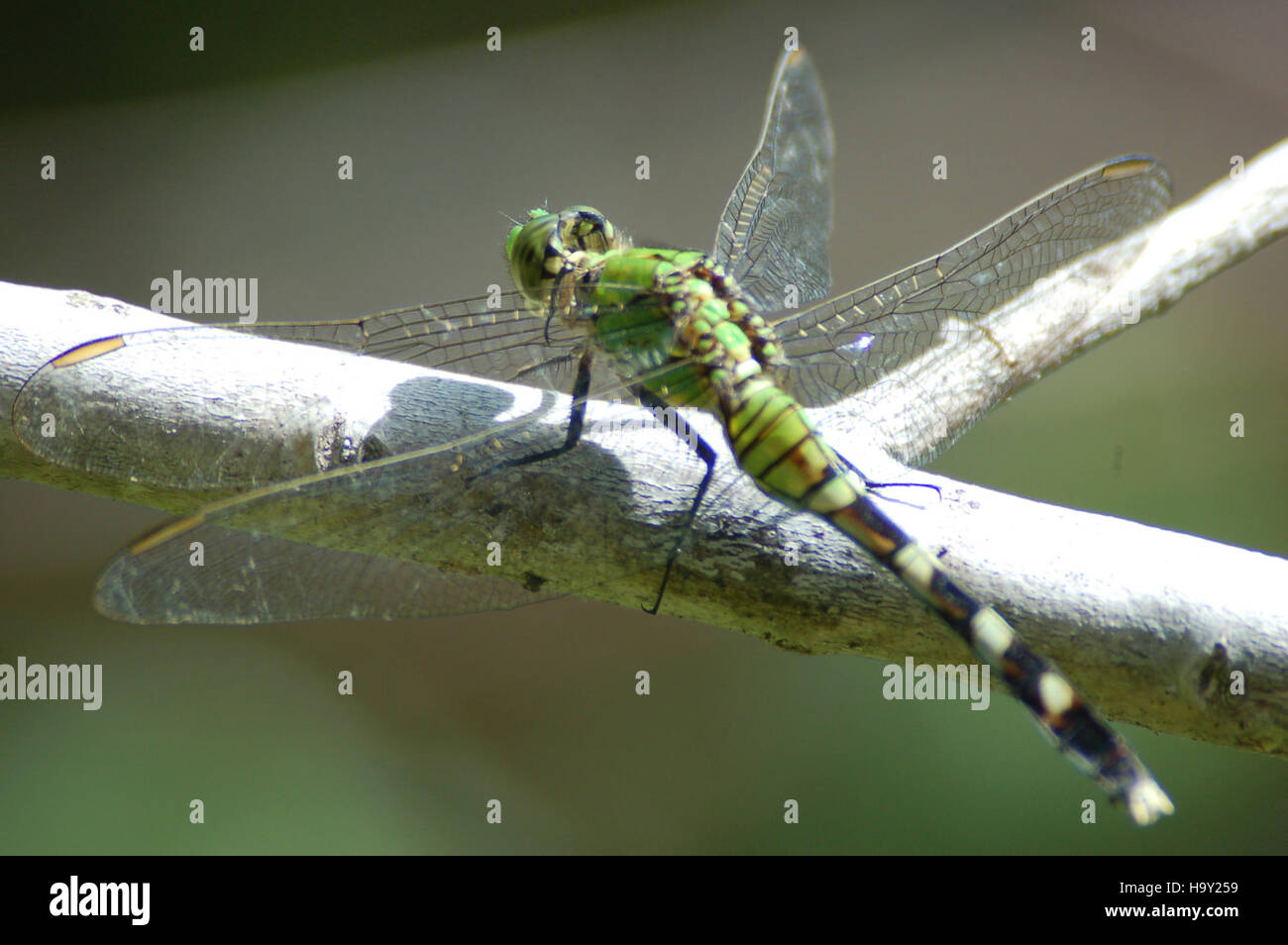 This National Park Service photo features a dragonfly in the Everglades ...