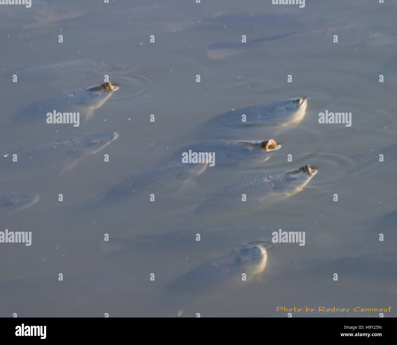 Fish species in the Everglades National Park, as captured by NPS ...
