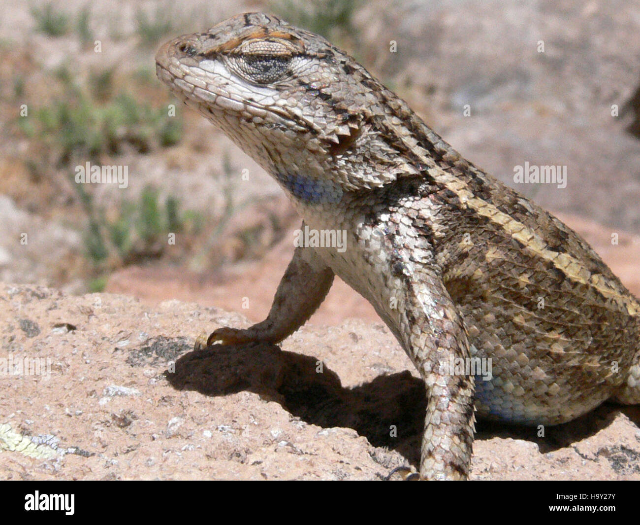 A resting Fence Lizard in Bandelier National Park demonstrates the park ...