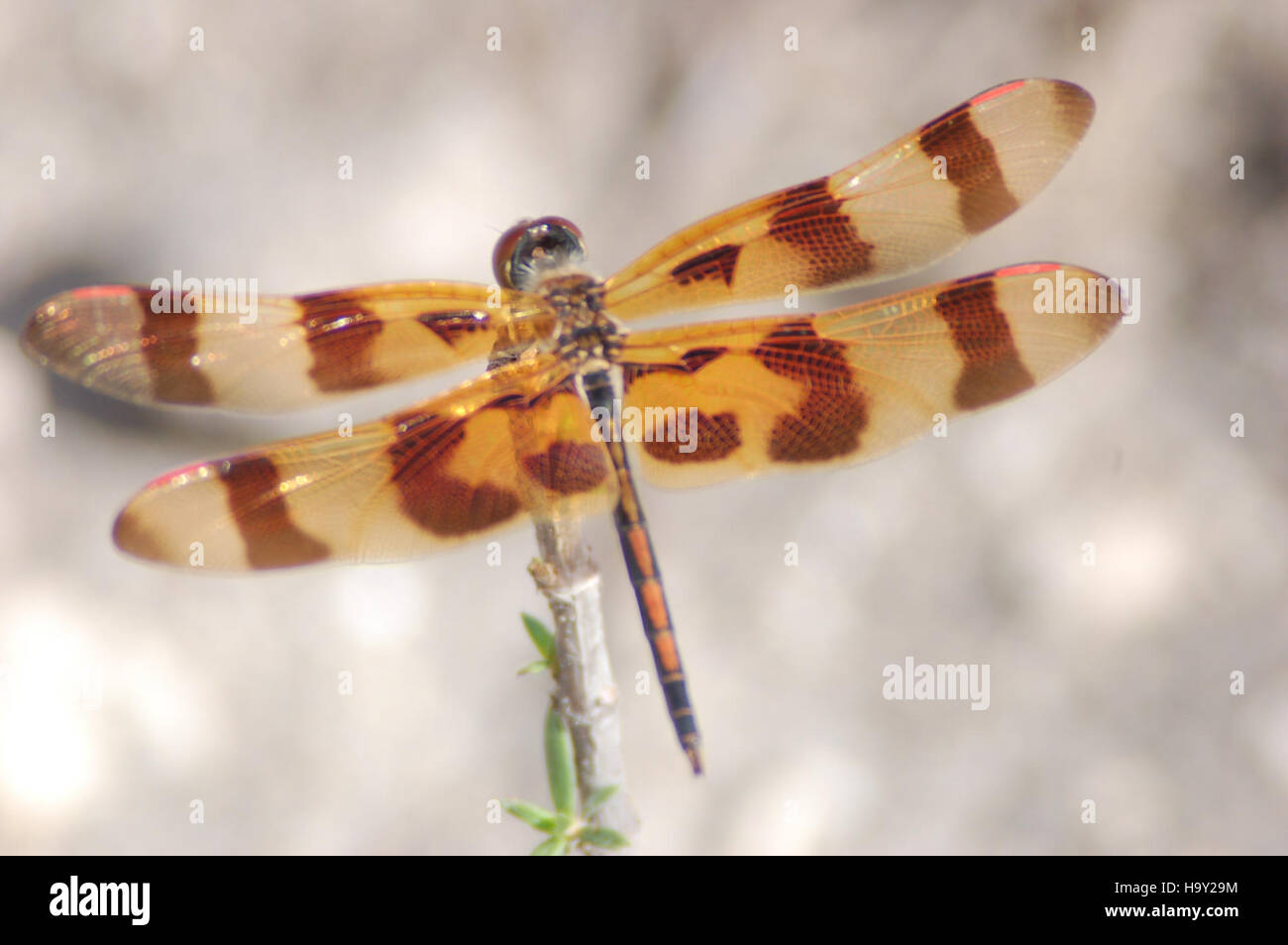 A dragonfly captured in a photo within Everglades National Park. The ...