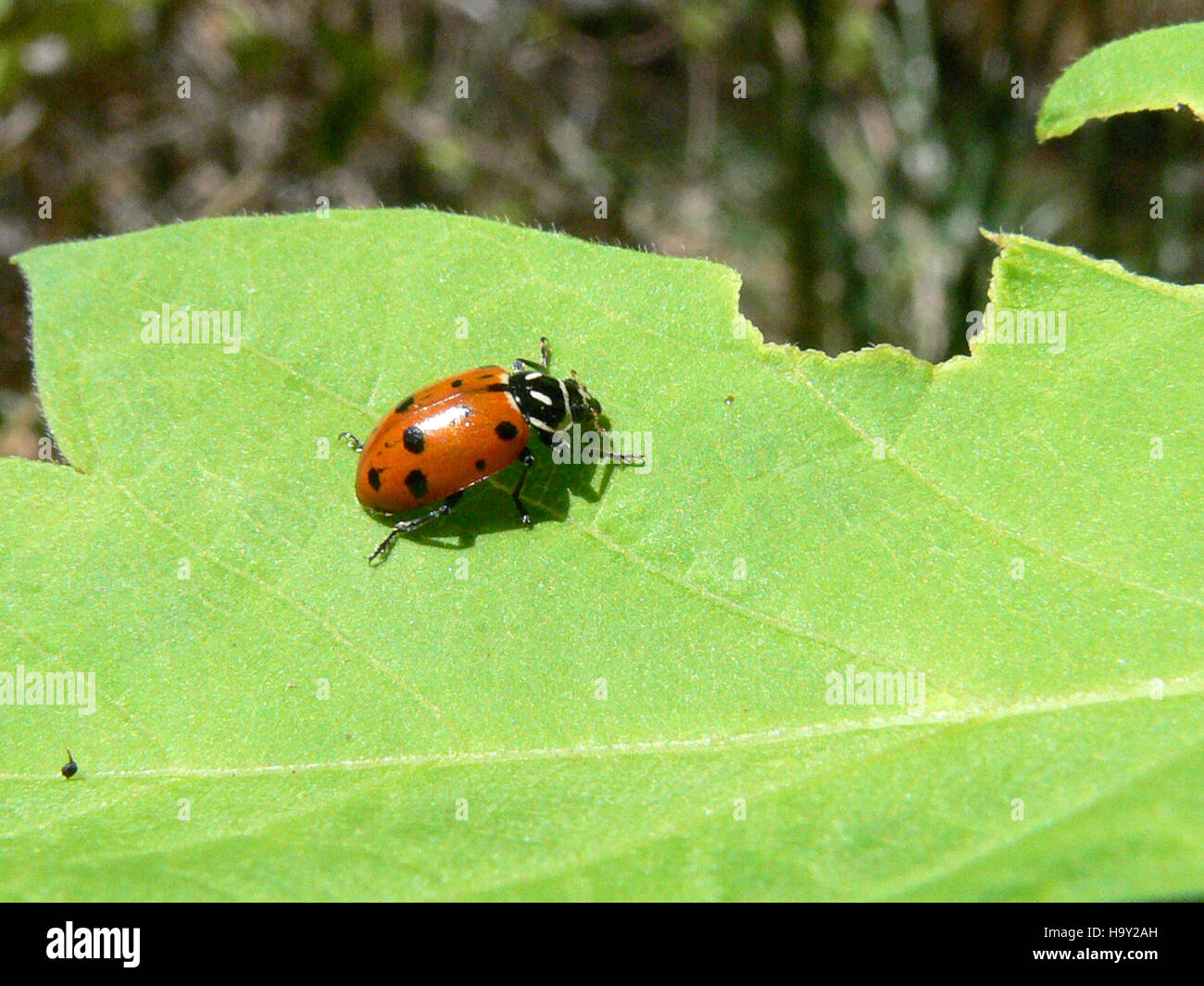 The Ladybug, a symbol of nature’s resilience, is photographed at ...