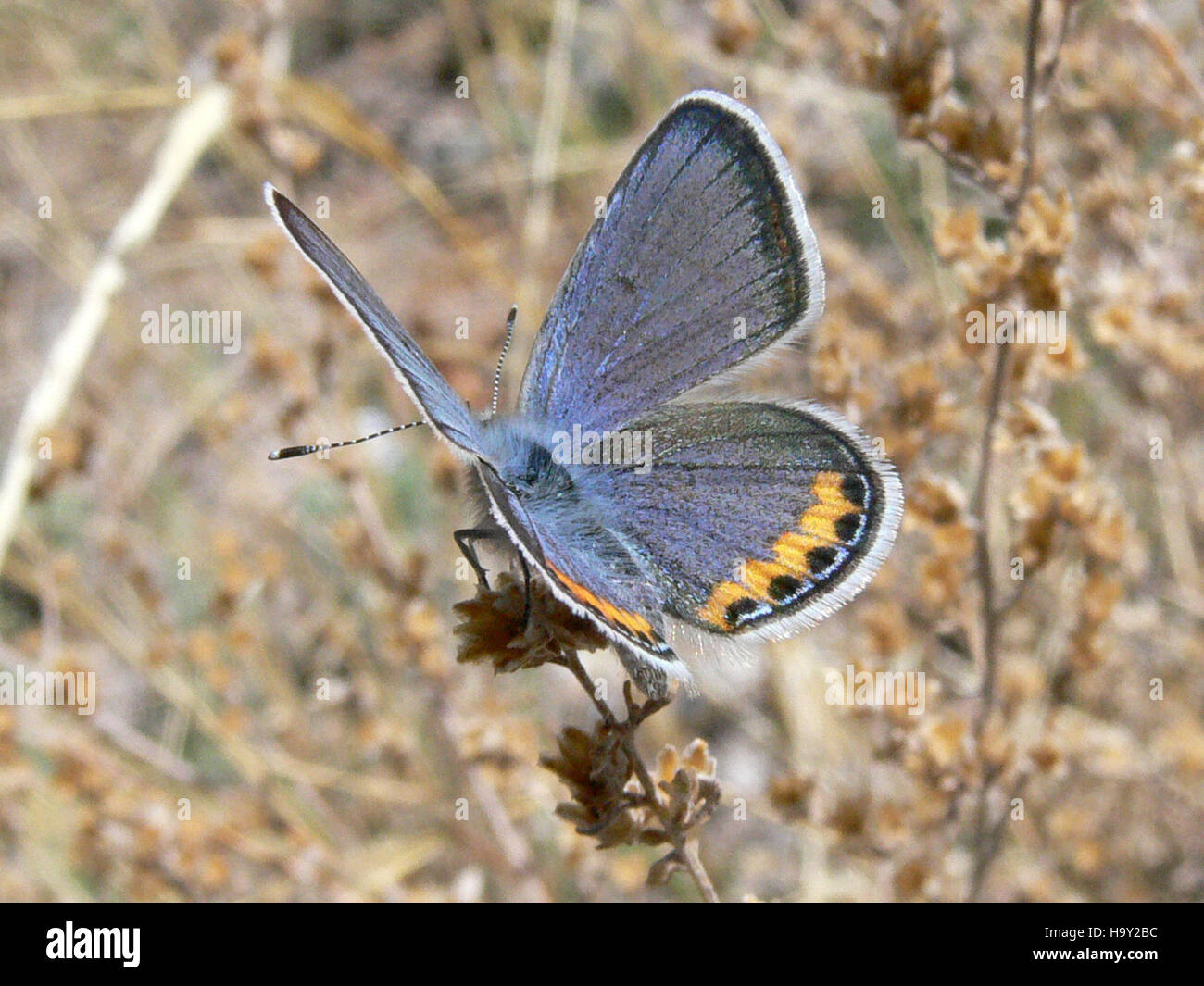 Bandelier National Monument in New Mexico preserves the ancestral lands ...