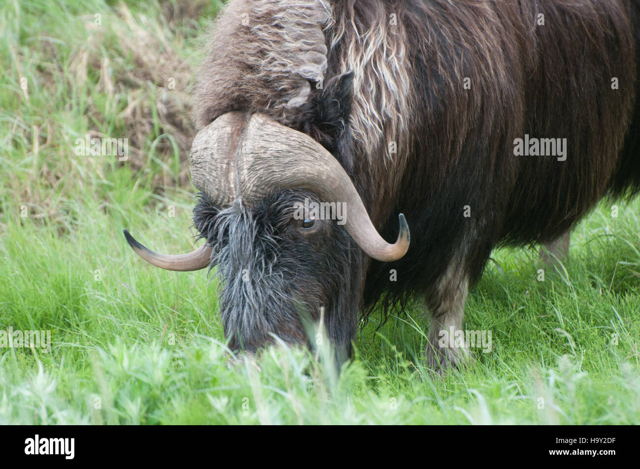 A muskox stands on the Bering Land Bridge, a significant prehistoric ...