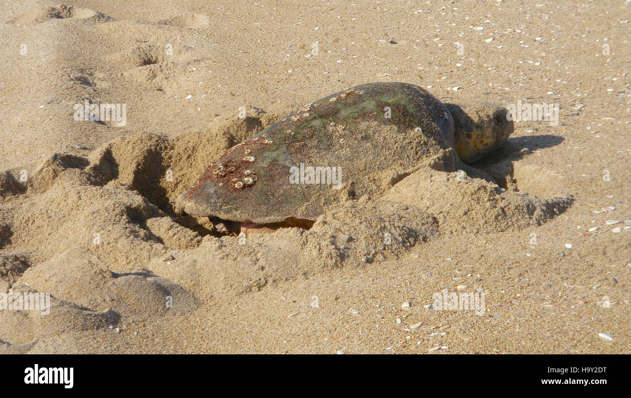 A female loggerhead sea turtle nests on the beach at Cape Hatteras ...