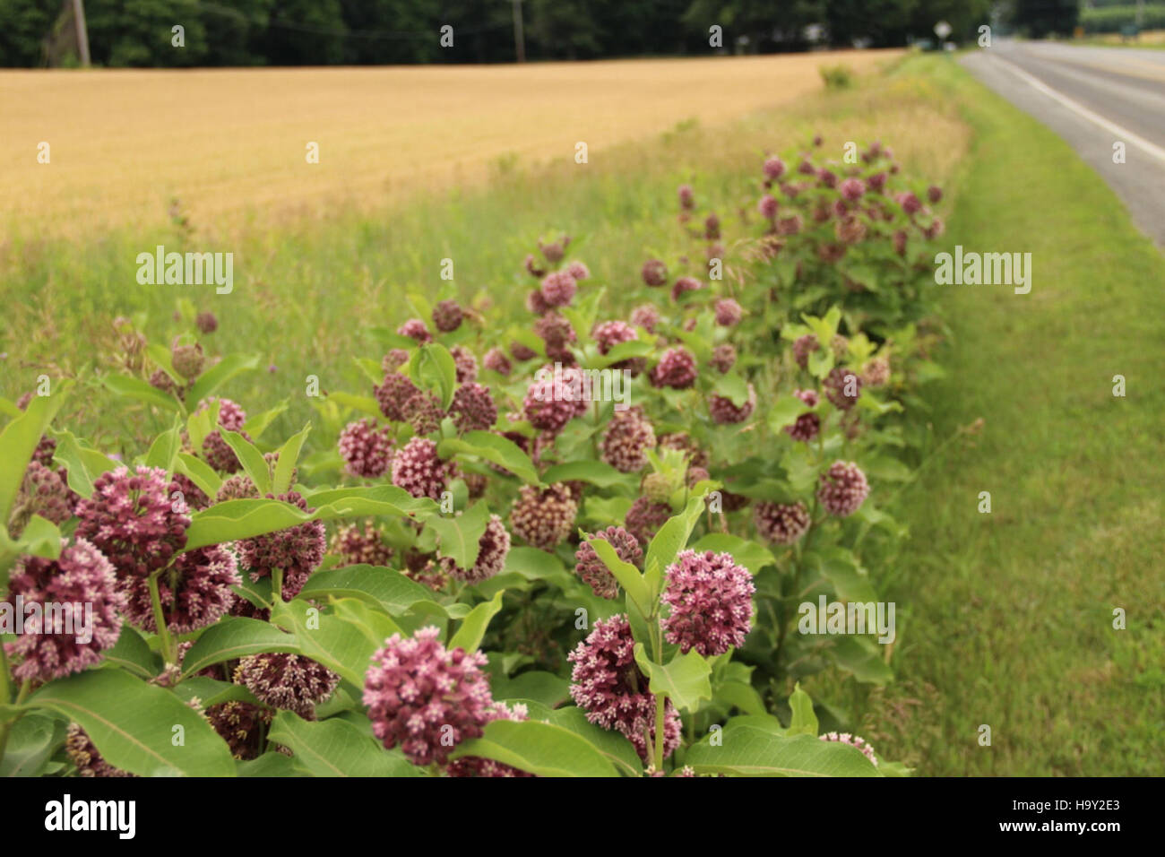 Milkweed grows along a roadside in Michigan, providing essential ...