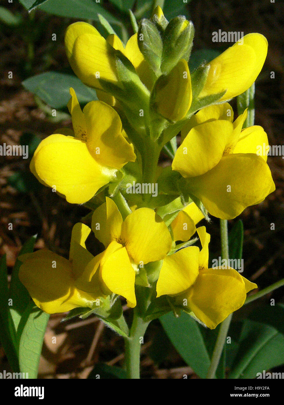 bandeliernps 4836600988 Golden Pea Plant Stock Photo - Alamy