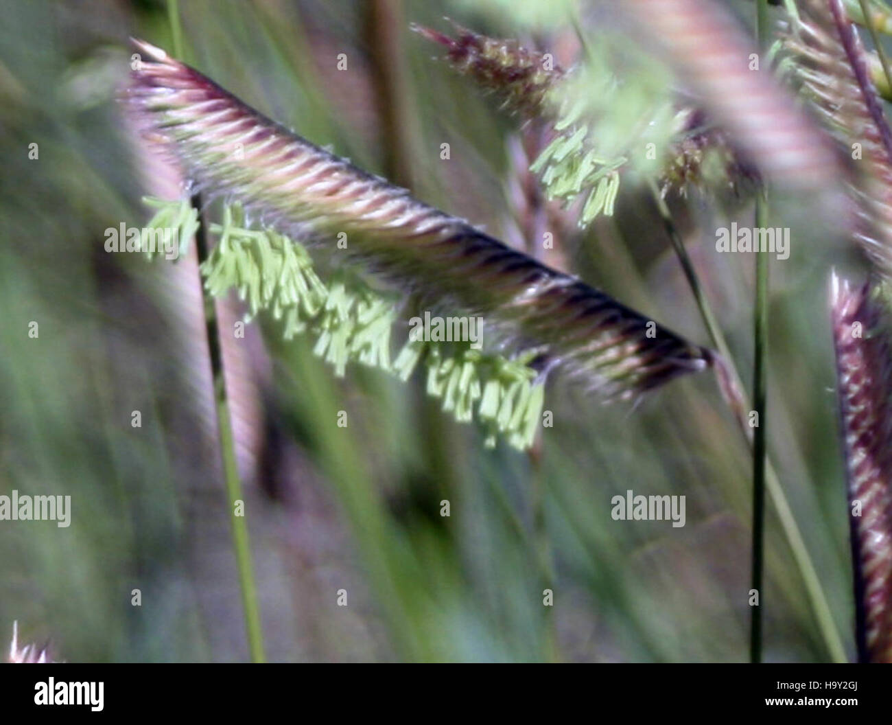 Blue grama bouteloua gracilis hi-res stock photography and images - Alamy