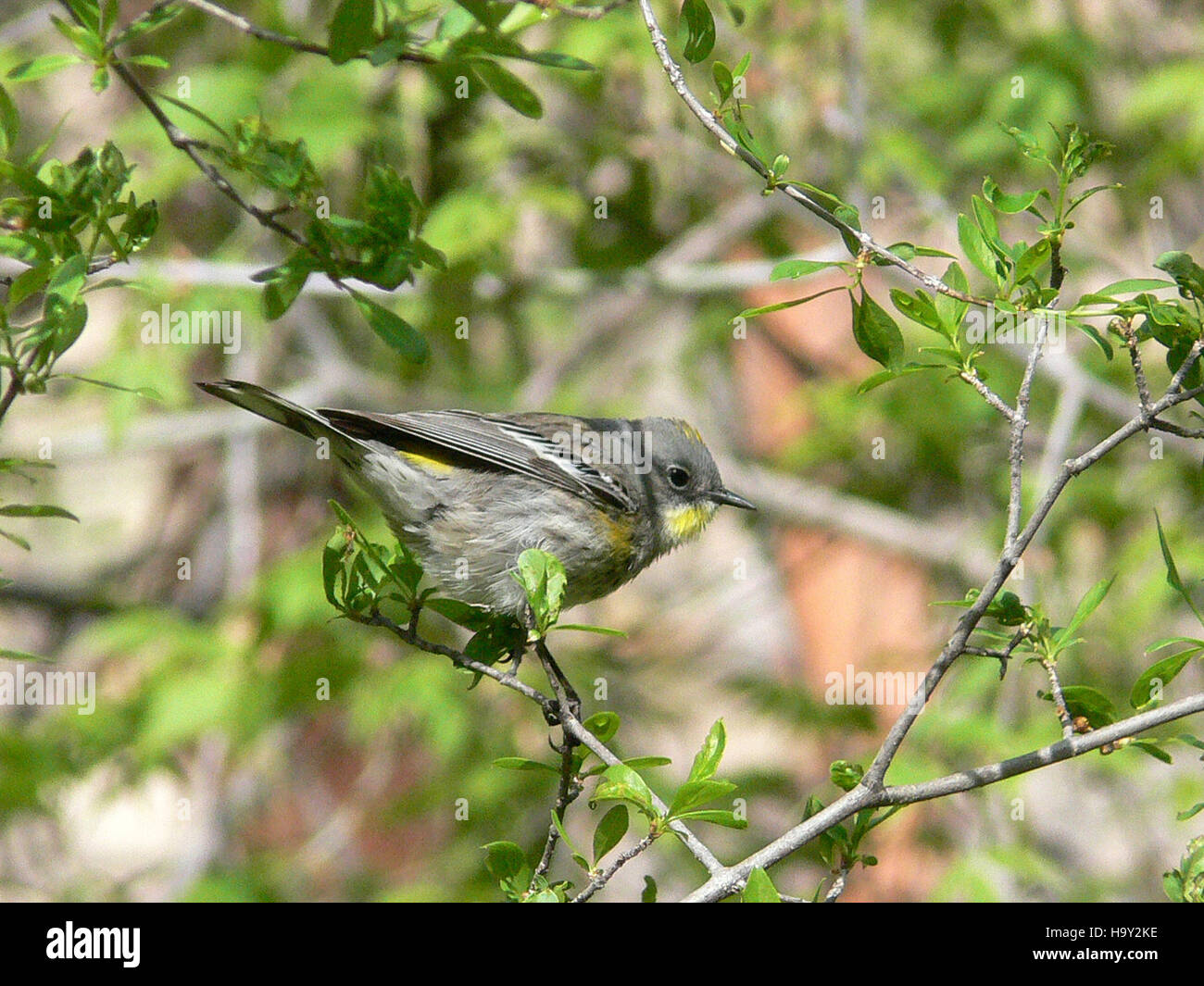 The Yellow-Rumped Warbler, a migratory bird species, can be spotted in ...