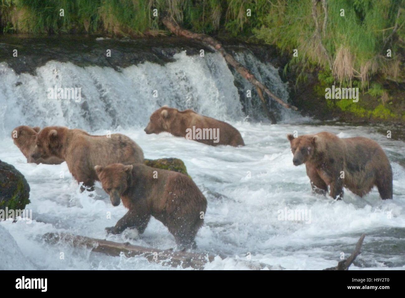 katmainps 16335645267 Lots of Bears in the far pool (NPS⁄M. Fitz Stock ...