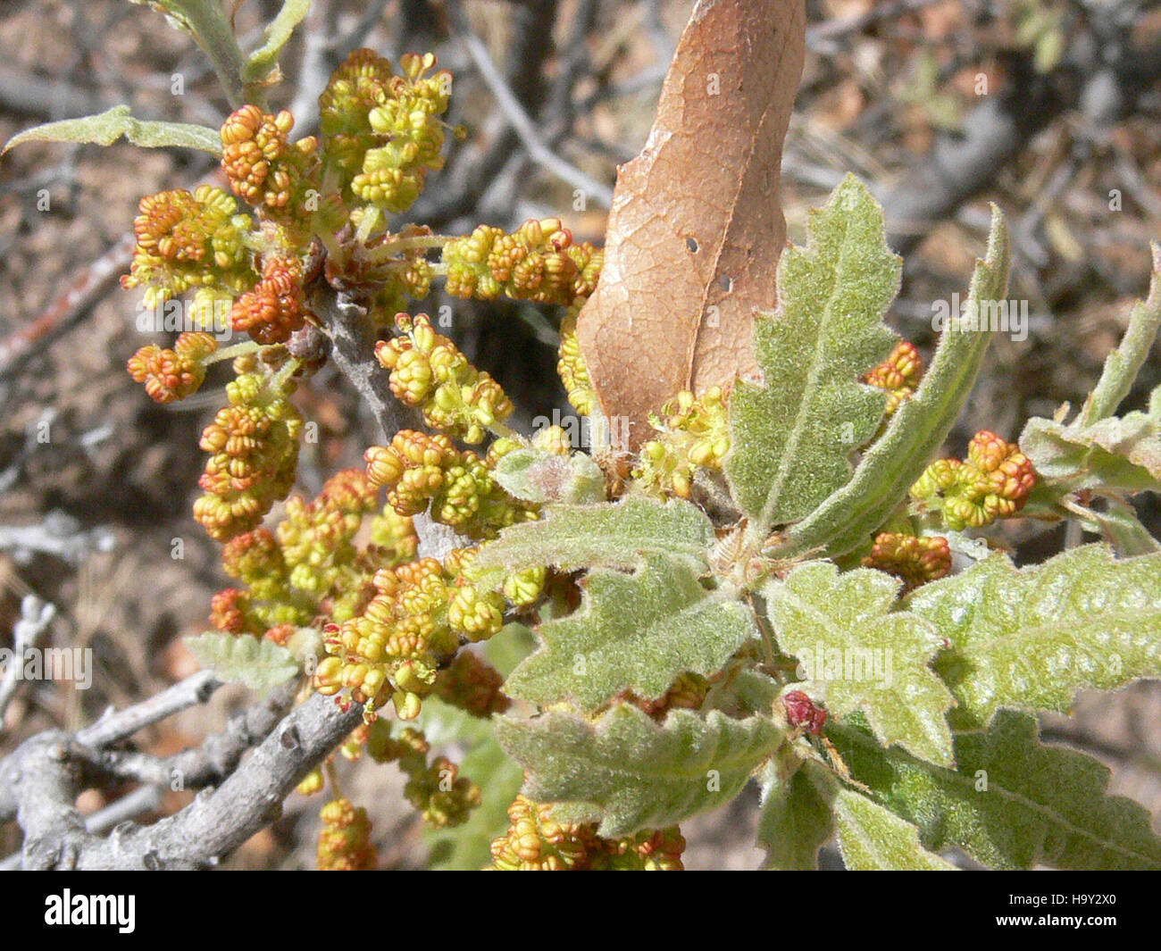 A budding oak tree in Bandelier National Monument symbolizes the ...