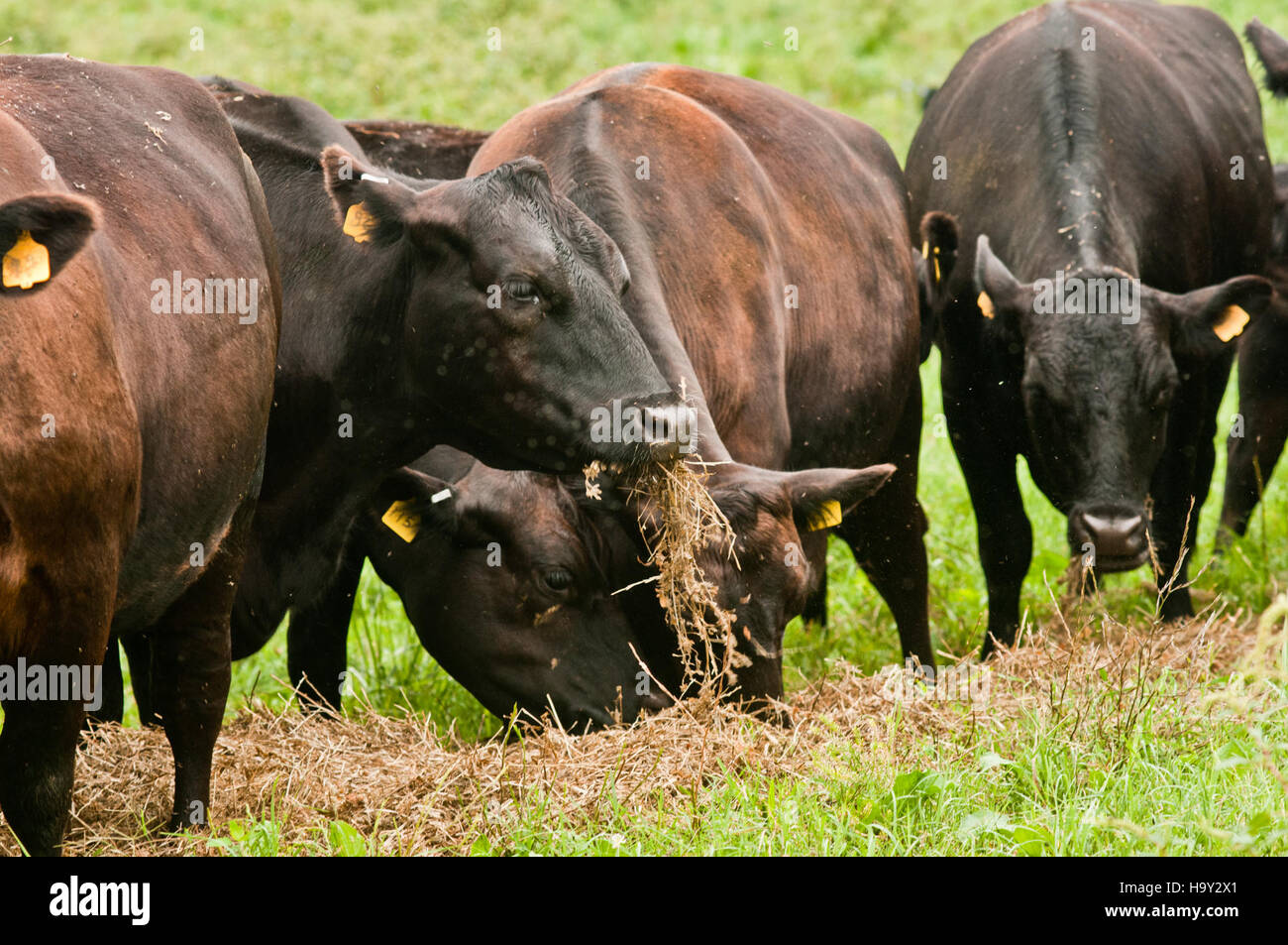 Nick's Organic Farm in Buckeystown, Maryland, produces organic hay ...