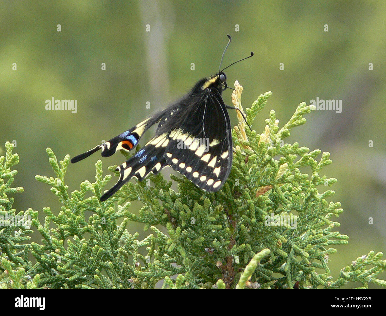 Diversity within butterfly species hi-res stock photography and images ...
