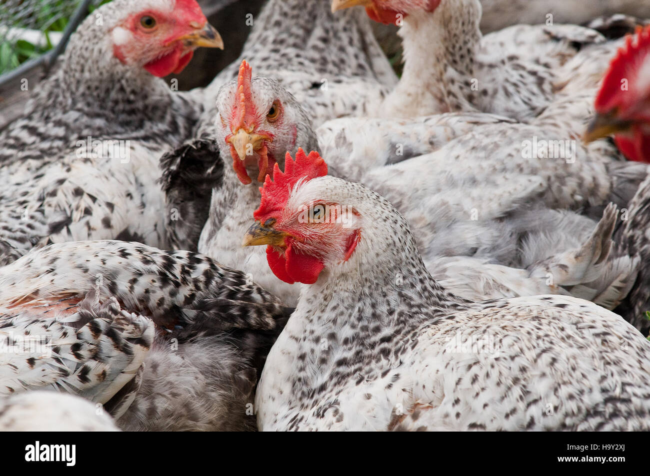Black layer corn hi-res stock photography and images - Alamy
