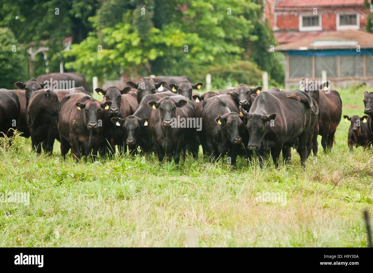 Cattle Chickens High Resolution Stock Photography and Images - Alamy