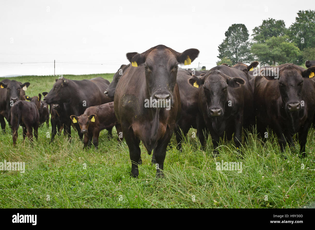 Black Angus cattle and Guernsey cows are raised at Nick's Organic Farm ...