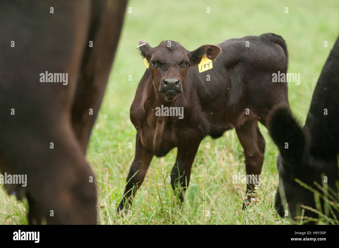 Black Layer Corn High Resolution Stock Photography and Images - Alamy