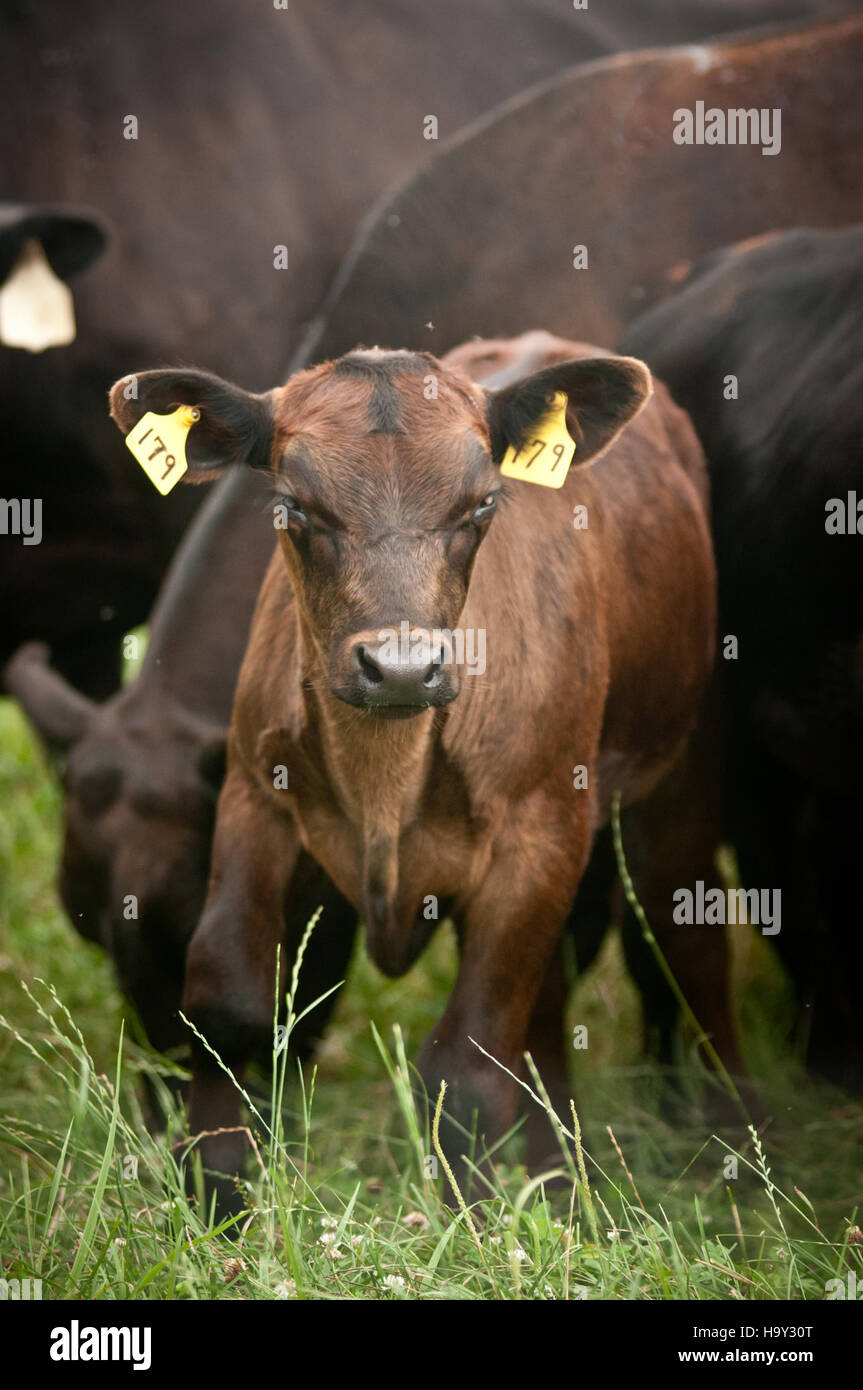 Nick's Organic Farm in Adamstown, Maryland produces organic hay ...