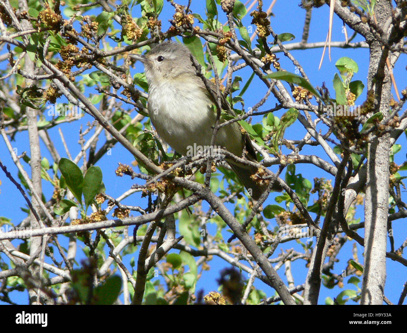 The Warbling Vireo, a small migratory bird, is often spotted at the ...