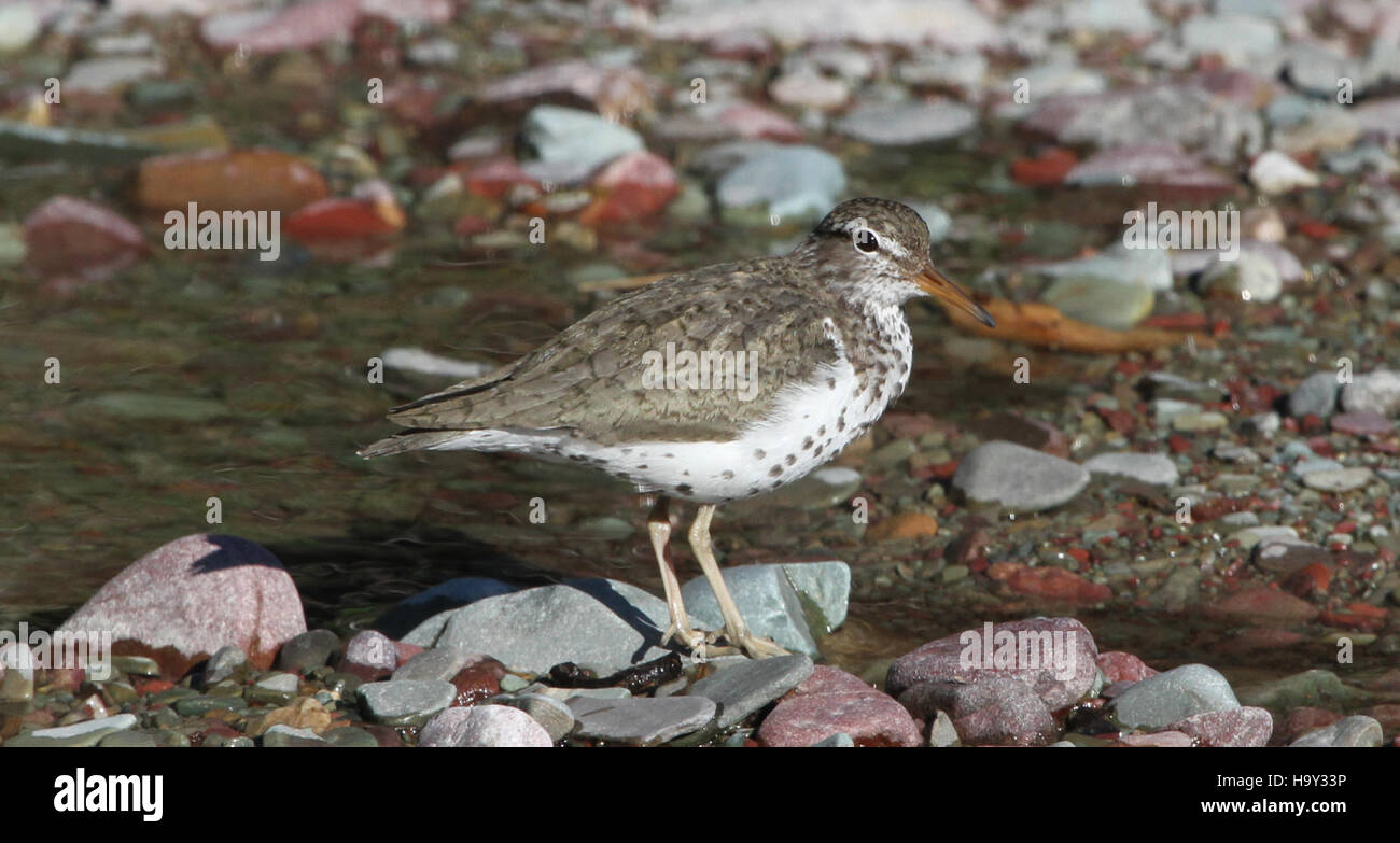 The spotted sandpiper is shown in its natural habitat, an important ...