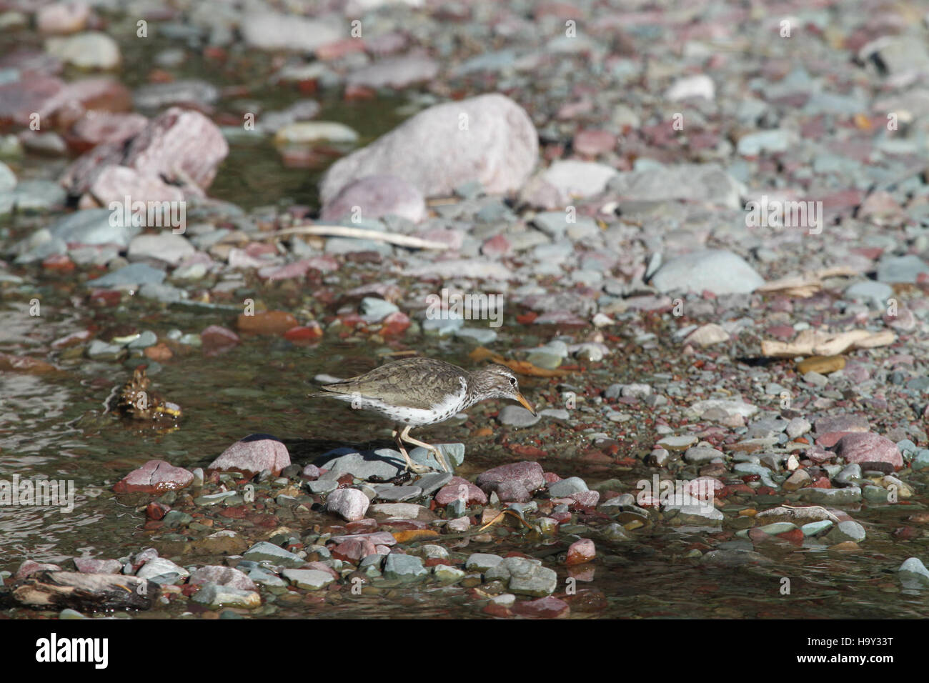 The Spotted Sandpiper, a migratory shorebird, is commonly found in ...