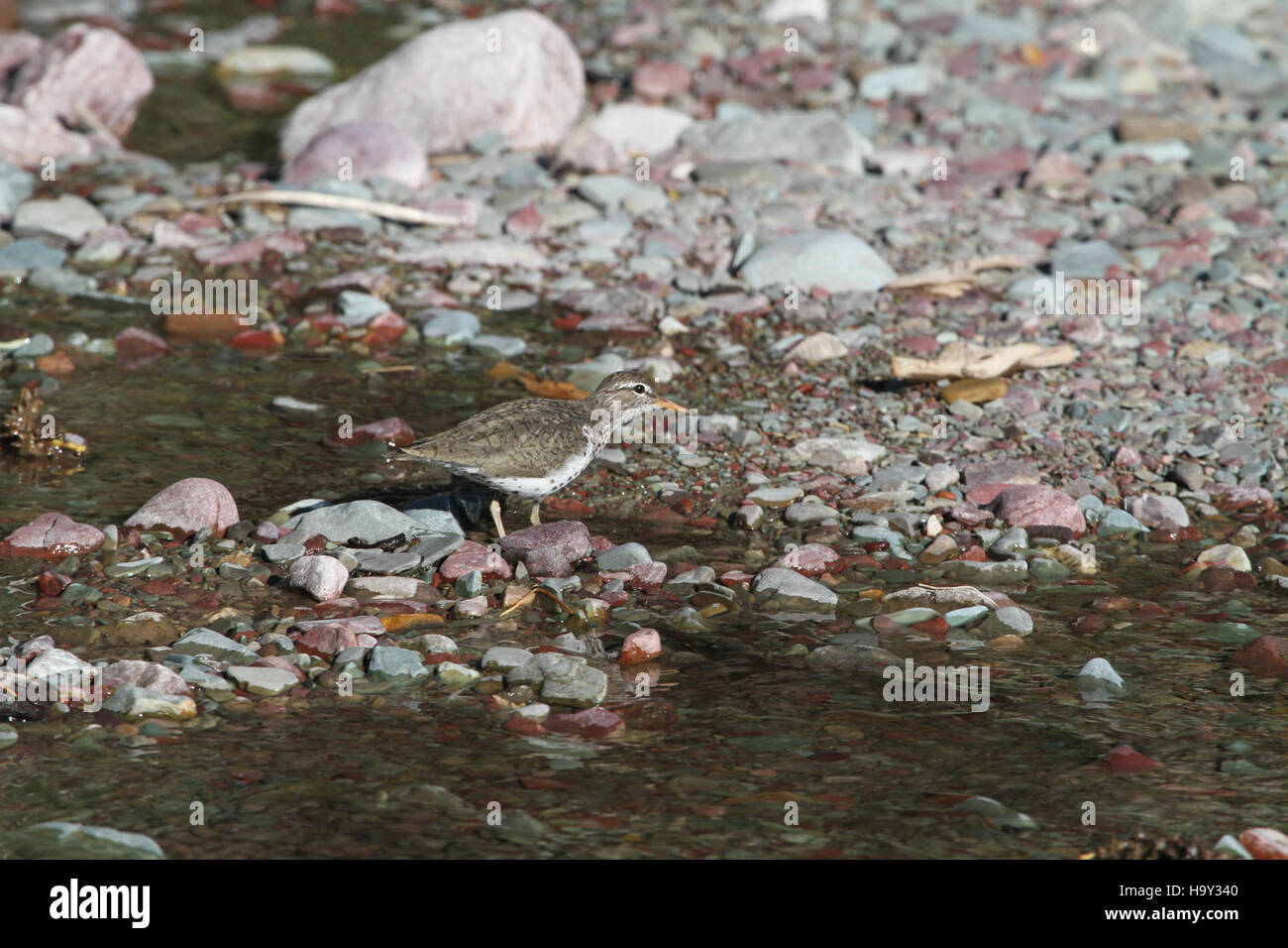 The Spotted Sandpiper is a small wading bird often found in wetland ...