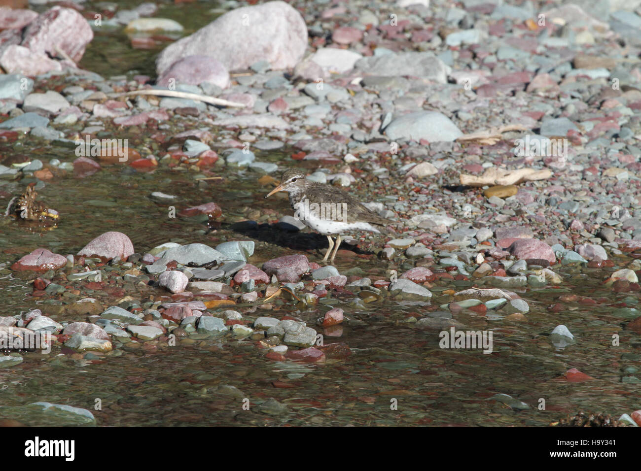 A Spotted Sandpiper is observed in its natural habitat, a key species ...