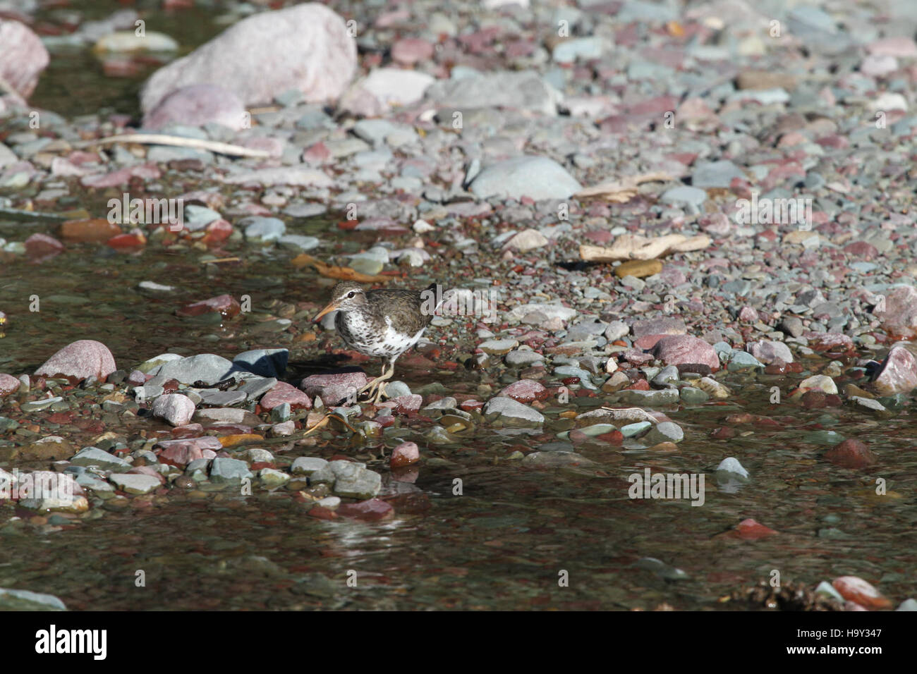 Commonly observed fish species hi-res stock photography and images - Alamy