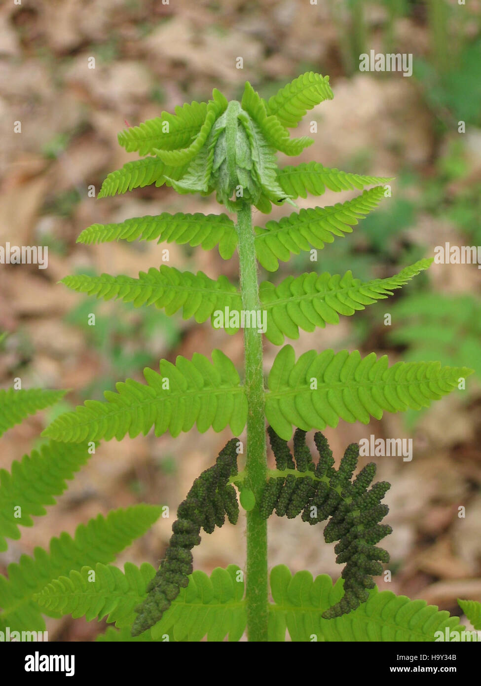 Interrupted fern hi-res stock photography and images - Alamy