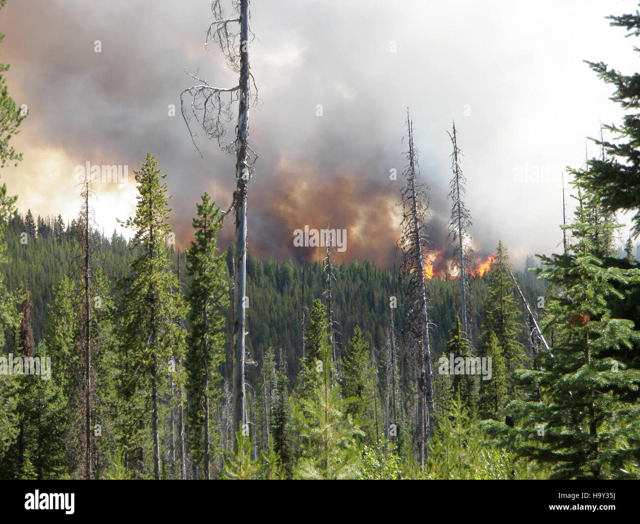 The Gold Pan Complex Fire was a significant forest fire in the United ...