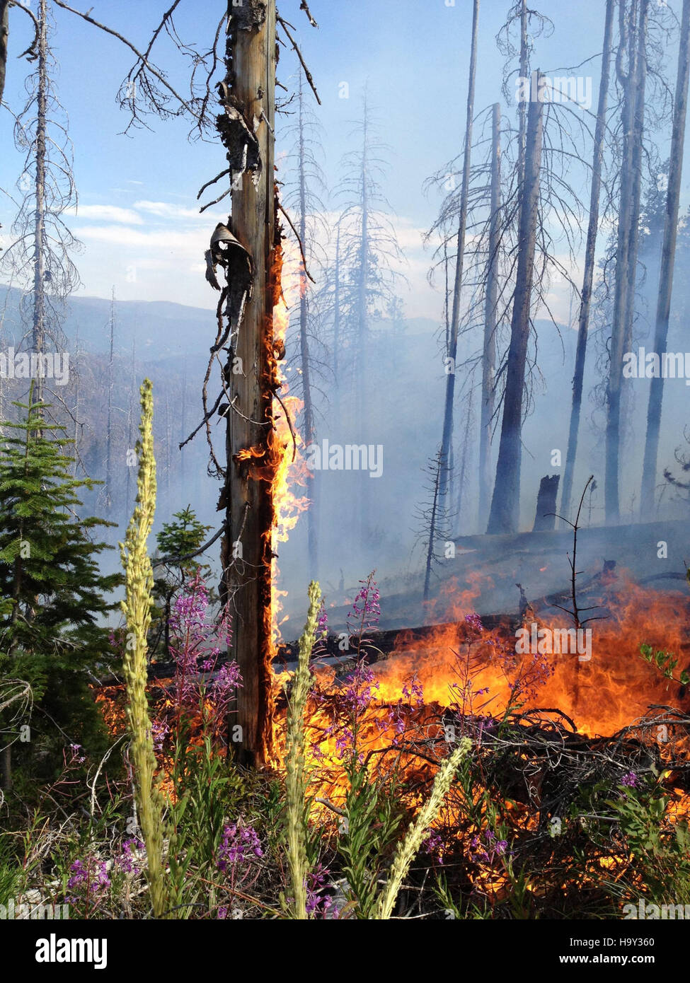 The Gold Pan Complex Fire, part of the USDA’s Forest Service operations ...