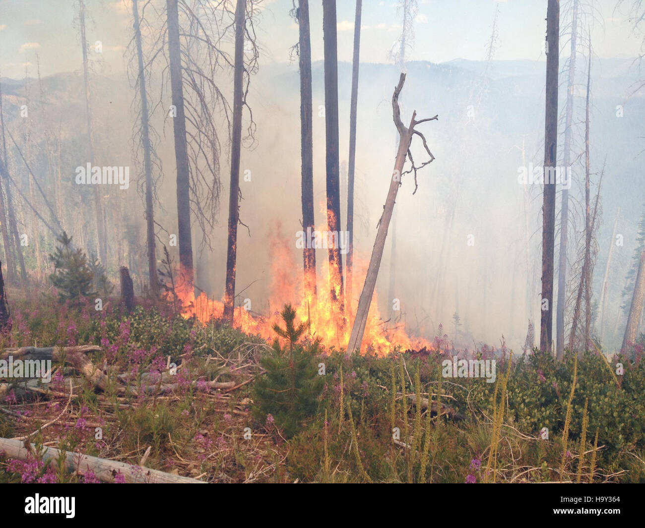 The Gold Pan Complex Fire, located in Idaho, was a significant wildfire ...