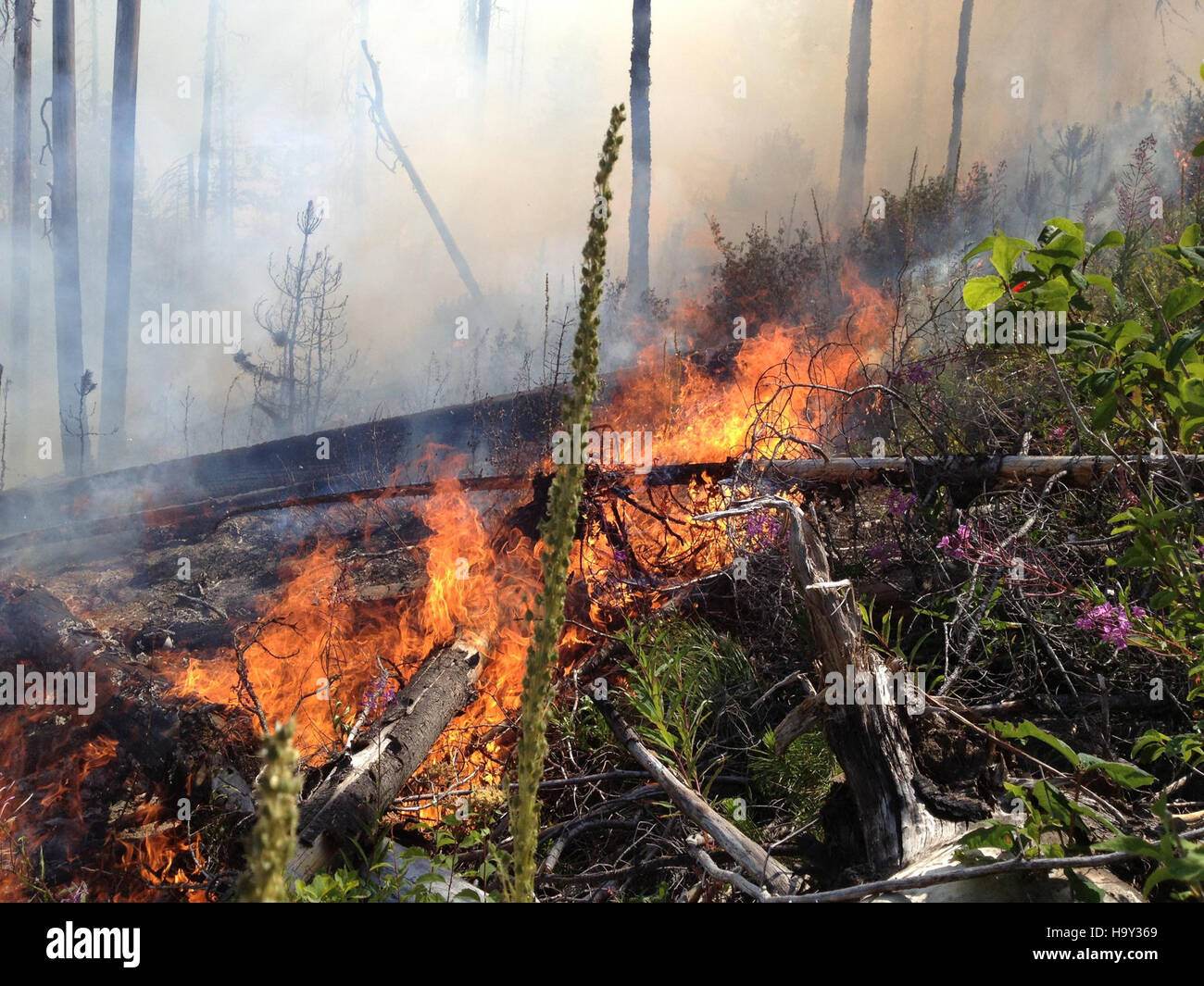 The Gold Pan Complex Fire, a large wildfire, threatened multiple ...