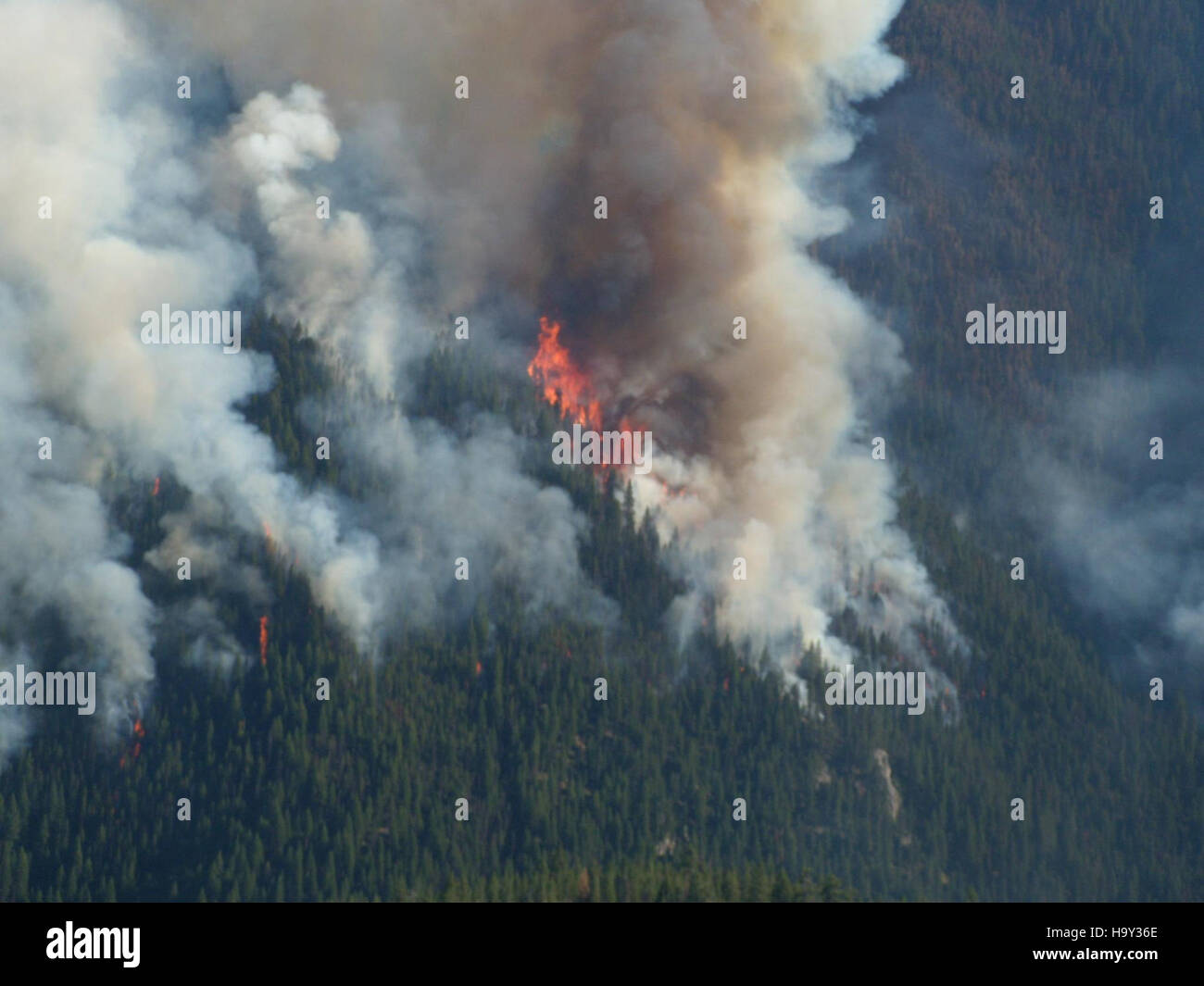 The Gold Pan Complex Fire, a significant wildfire in 2013, burned large ...