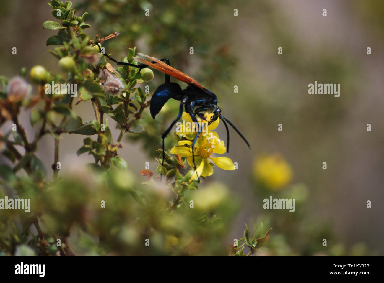 Tarantula hawk wasp hi-res stock photography and images - Alamy