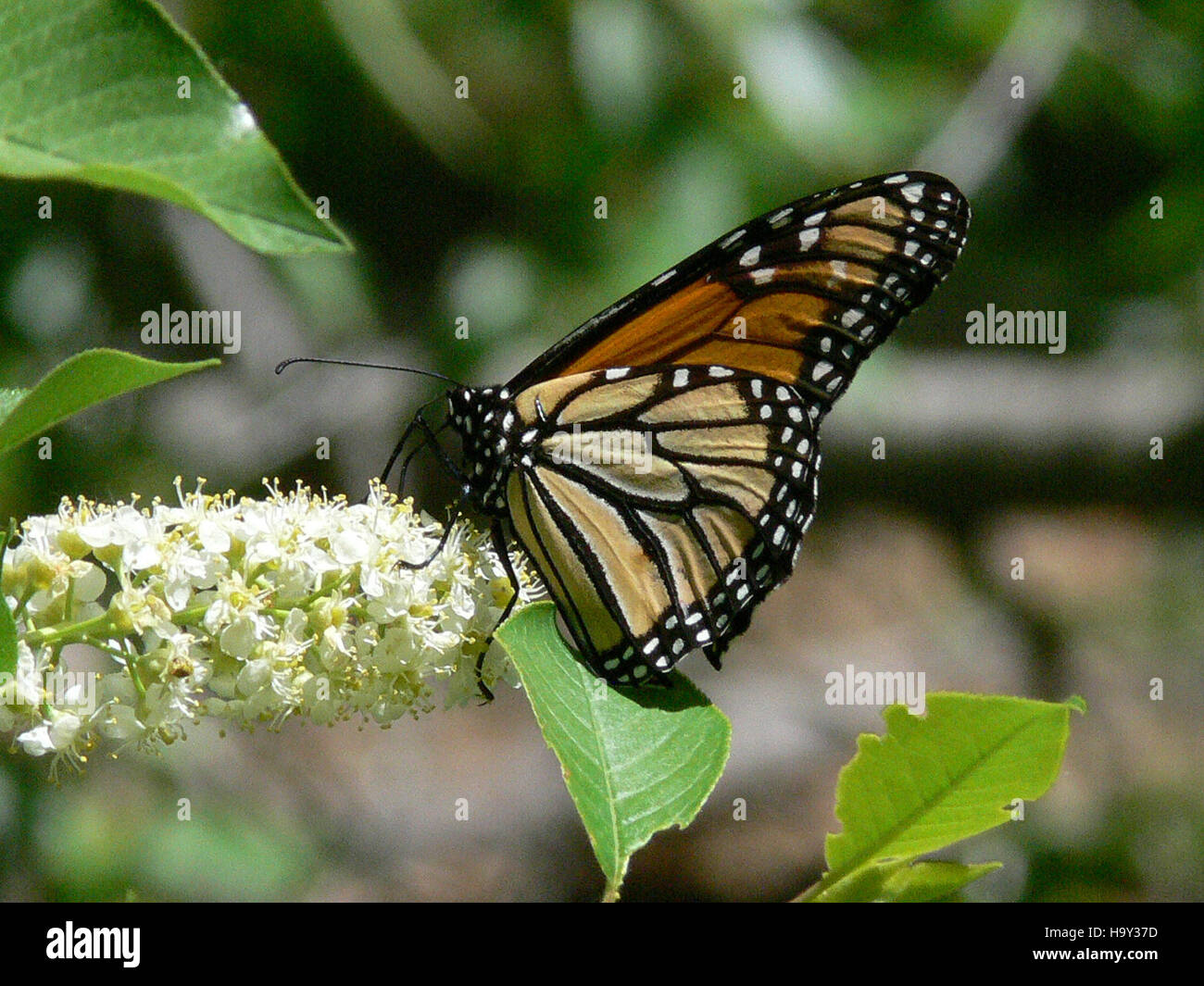 This image features a monarch butterfly resting in a protected area ...