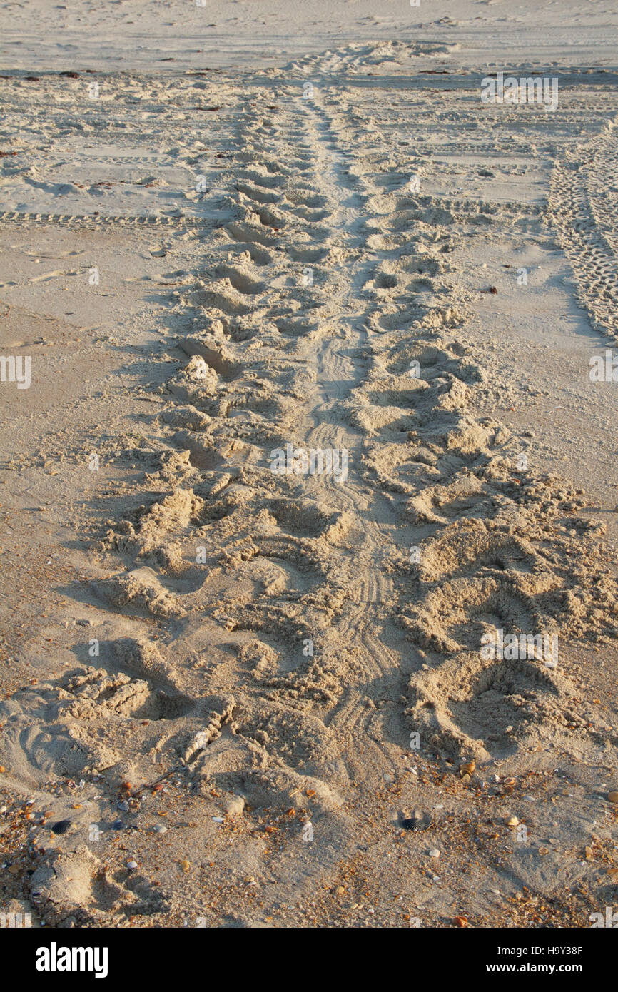capehatterasnps 10540103573 Turtle Tracks Stock Photo - Alamy
