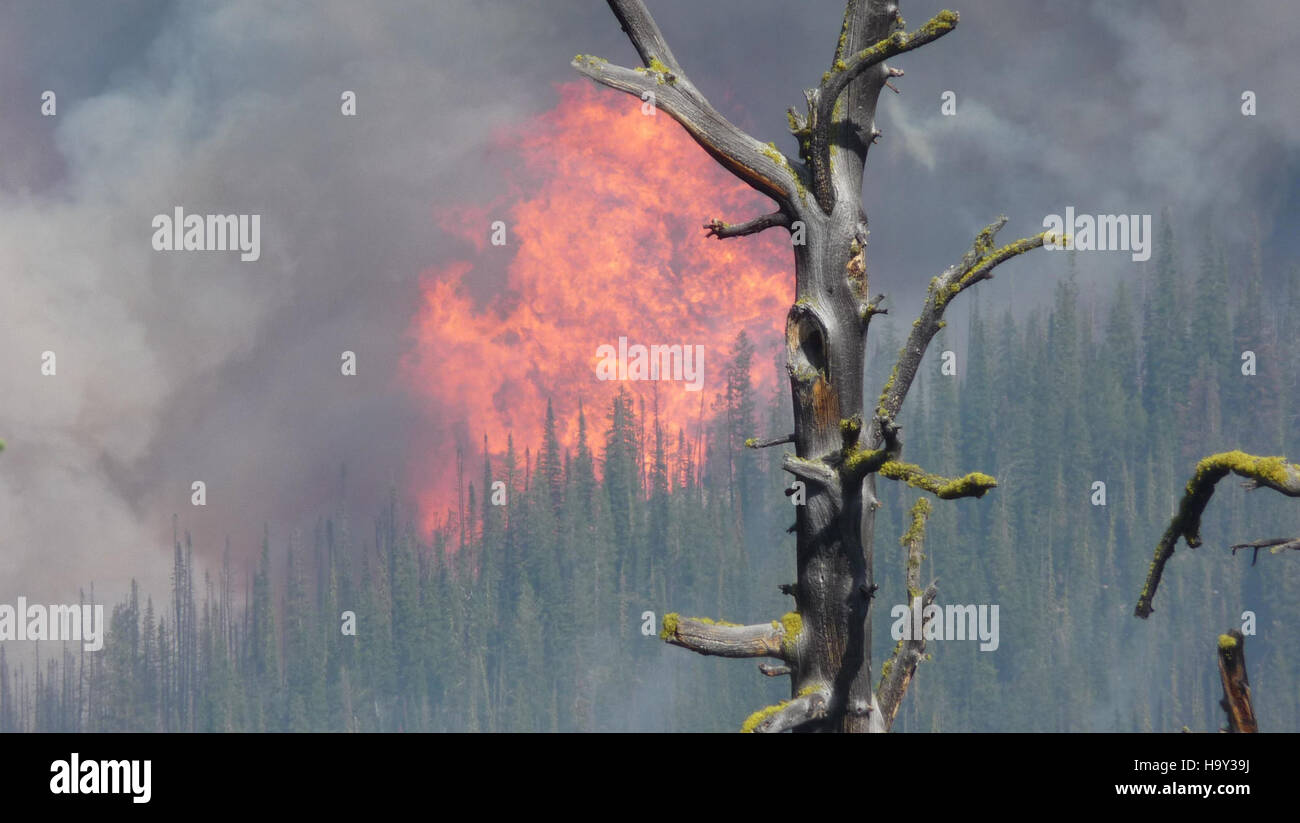 This image shows the aftermath of a forest fire in Thunder City ...