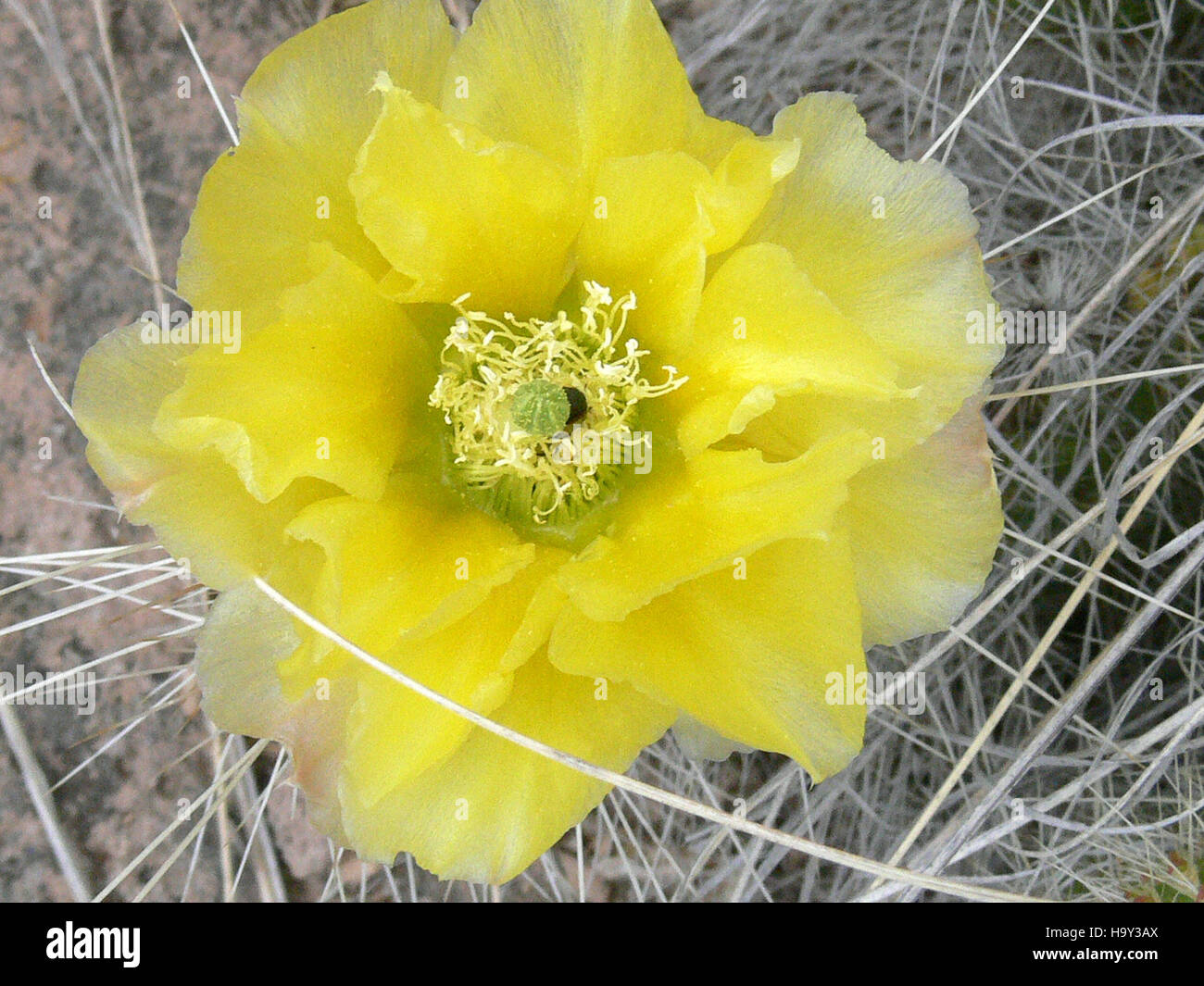 Common prickly pear cactus hi-res stock photography and images - Alamy