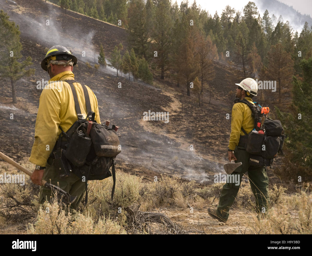The Lodgepole Fire, a significant forest fire event, affected vast ...