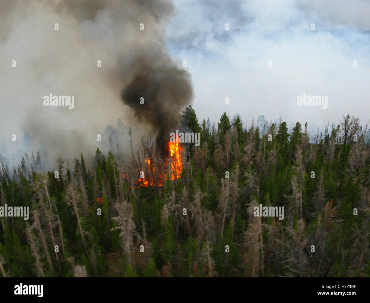 The Lodgepole Fire highlights ongoing efforts in forest fire management ...