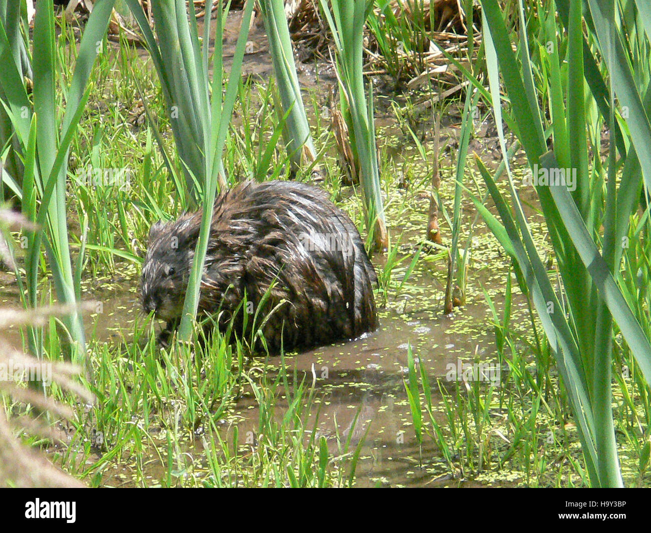 A muskrat is spotted in Bandelier National Park, a small but notable ...